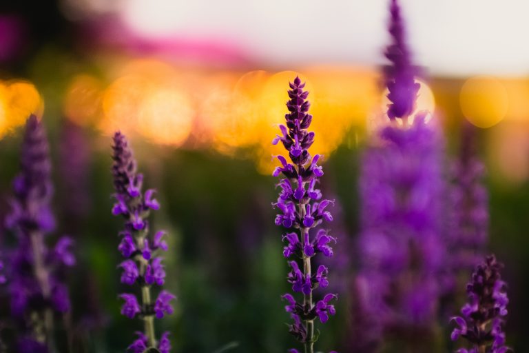 Koszenila – barwnik spożywczy z suszonych owadów. Czy jest szkodliwa?