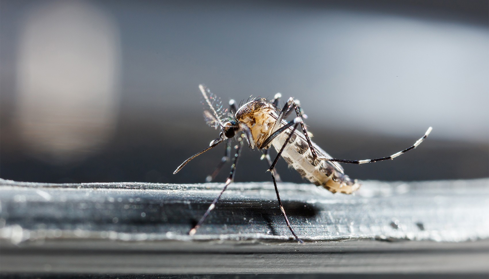 Gdzie występuje wirus ZIKA? Objawy, leczenie | HelloZdrowie