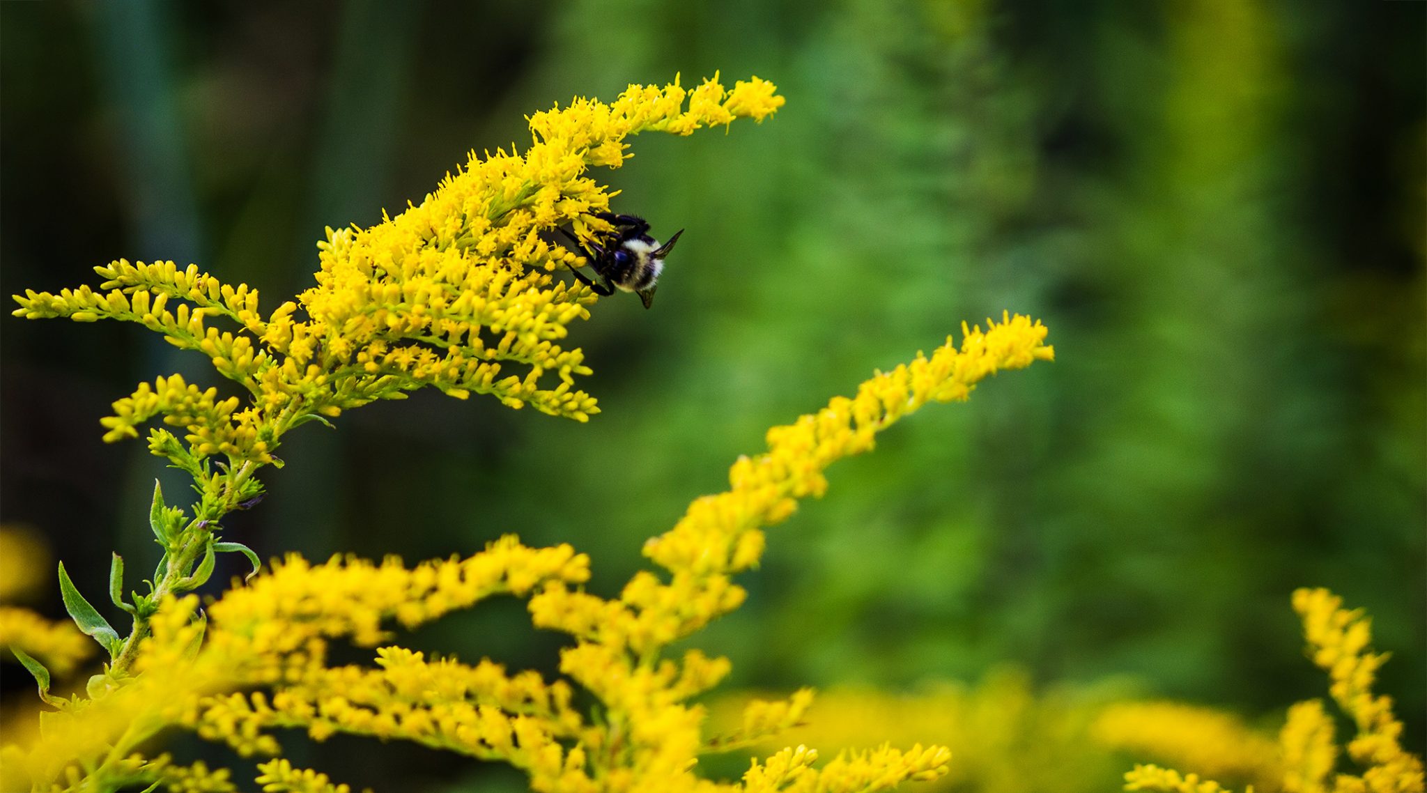 Nawłoć - lecznicze właściwości i zastosowanie - HelloZdrowie