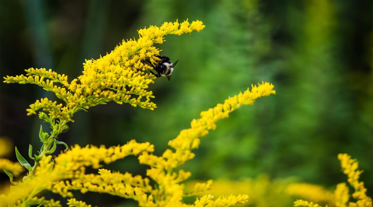 Nawłoć - lecznicze właściwości i zastosowanie - HelloZdrowie