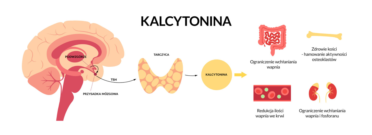 Kalcytonina - norma, badanie i działanie w organizmie | HelloZdrowie