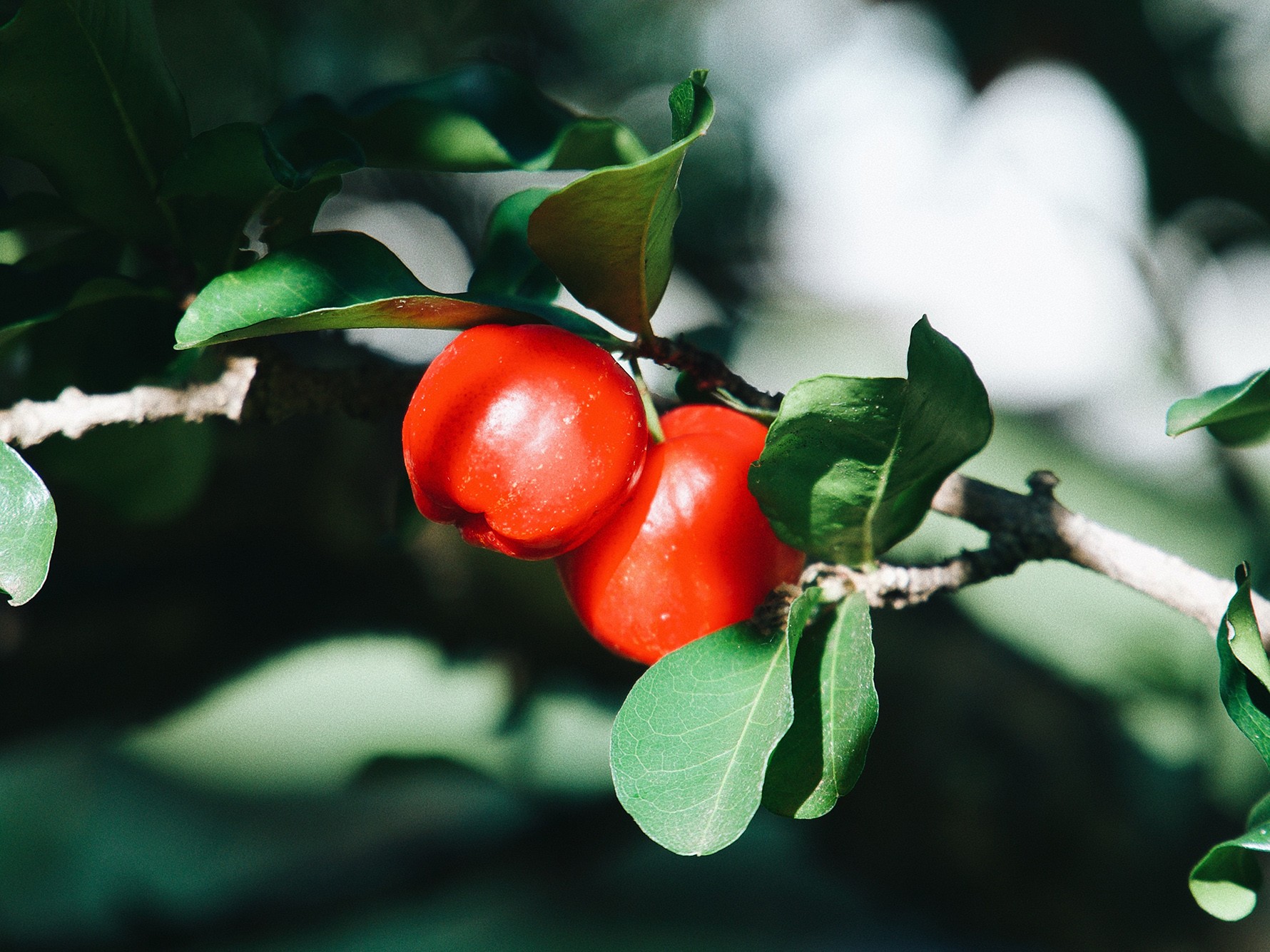 Acerola – pochodzenie, właściwości, zastosowanie - HelloZdrowie