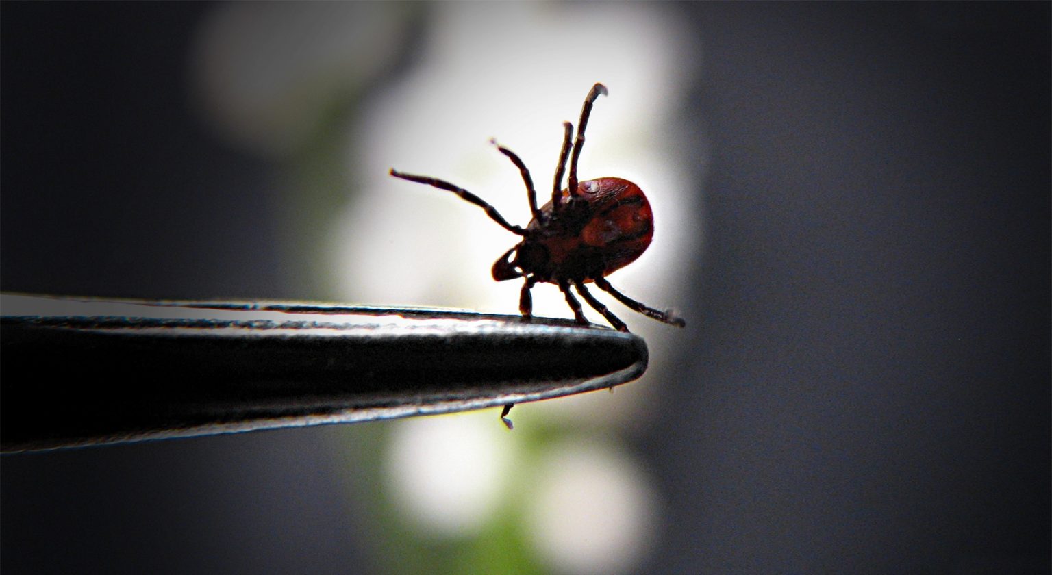 Neuroborelioza – objawy choroby, diagnostyka i leczenie - HelloZdrowie