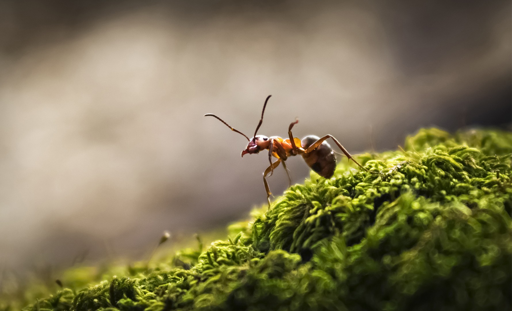 Ugryzienie mrówki – jak je rozpoznać i co zrobić, aby złagodzić ...