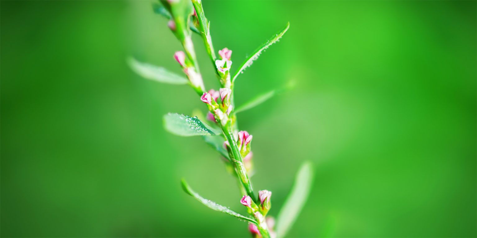 Rdest ptasi - właściwości lecznicze, zastosowanie w chorobach nerek i ...
