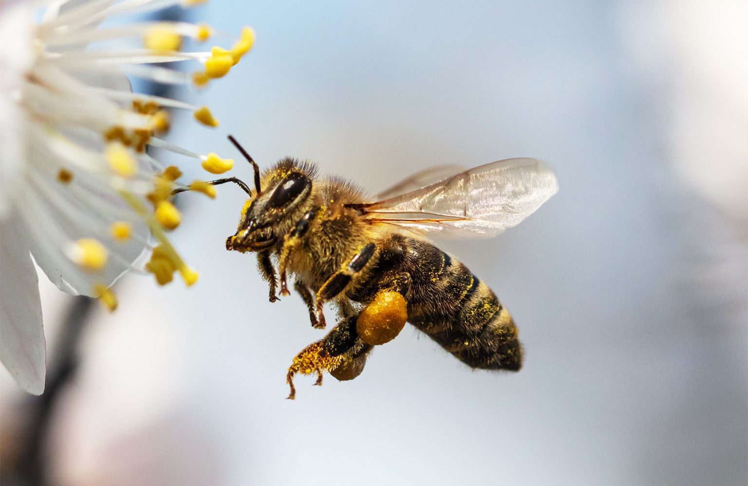 Co nam dają pszczoły – 7 powodów, dlaczego są ważne - HelloZdrowie
