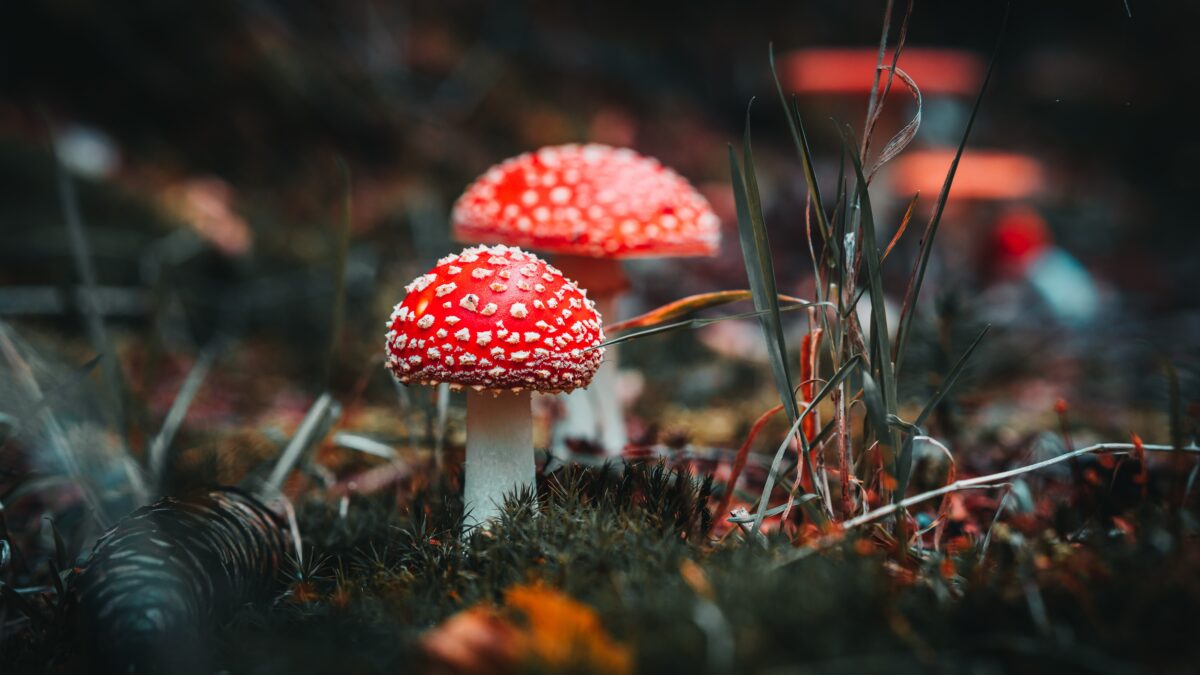 Cytrusy. Lista owoców cytrusowych i ich właściwości - HelloZdrowie